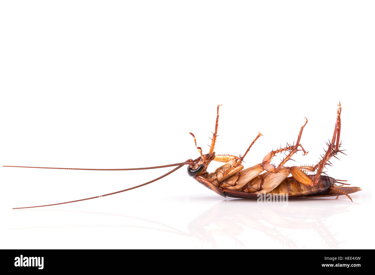 Flying cockroach hi-res stock photography and images - Alamy