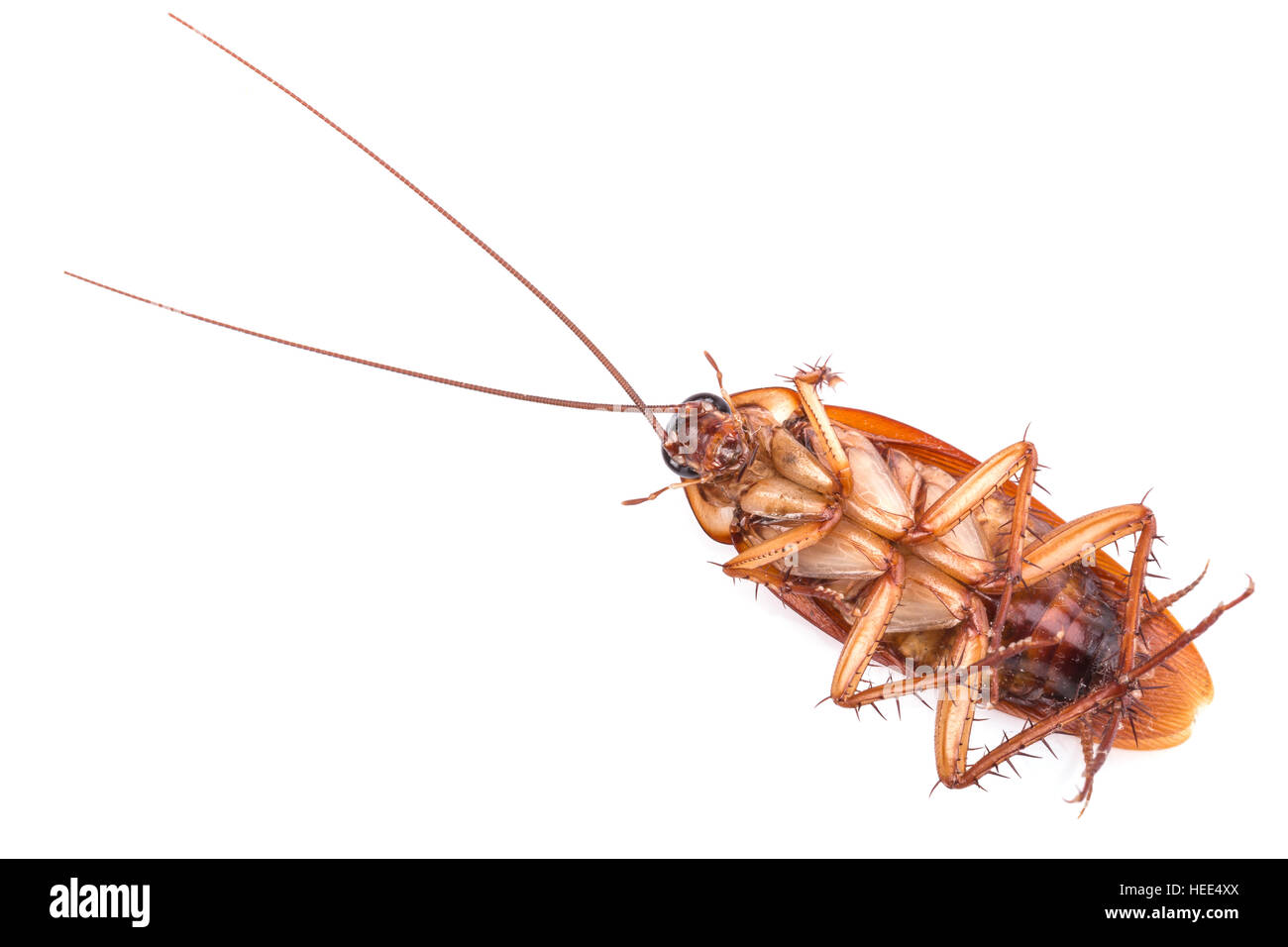 Closeup cockroach Cut Out Stock Images & Pictures - Alamy