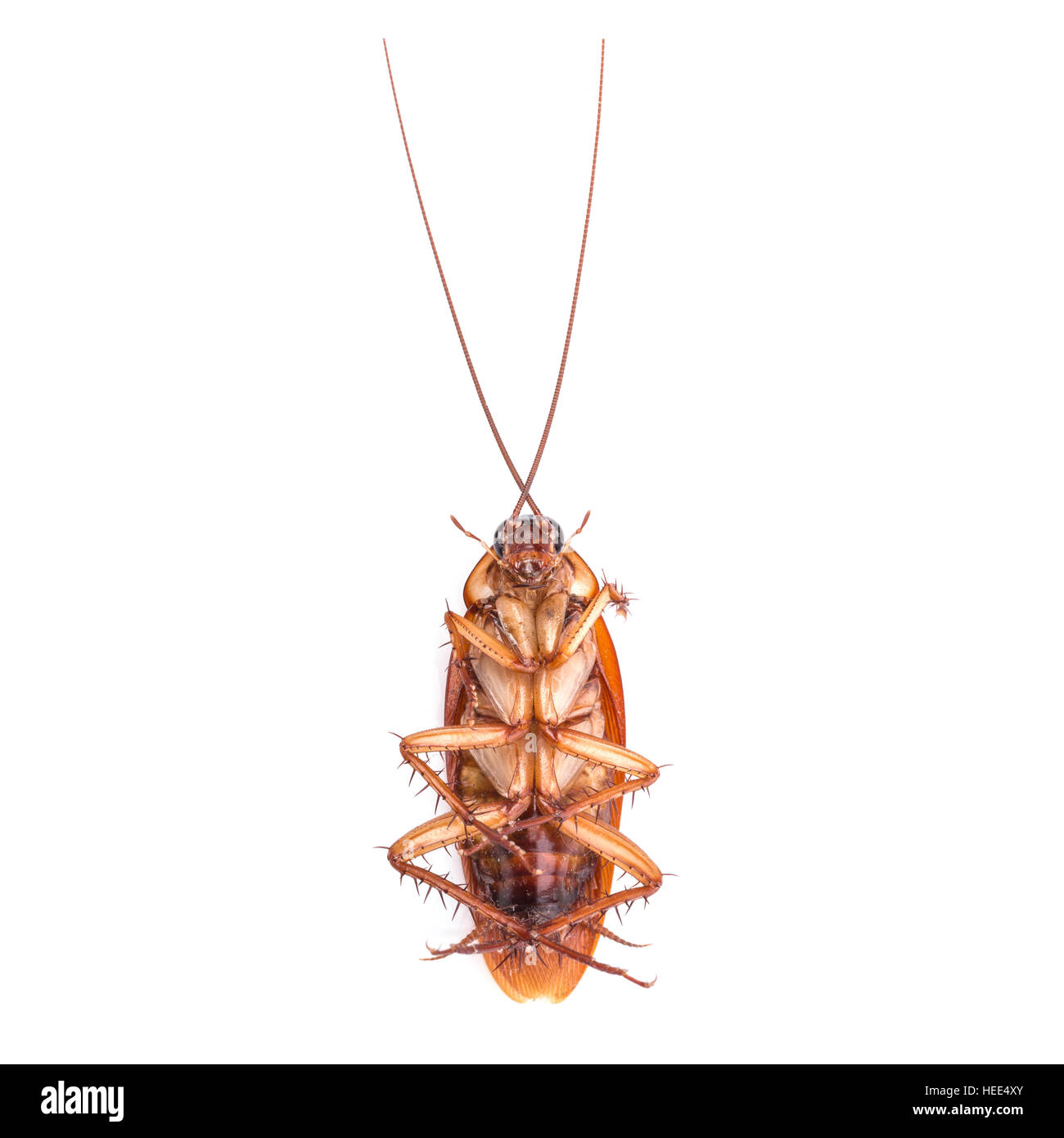Close up cockroach isolated on a white background Stock Photo - Alamy