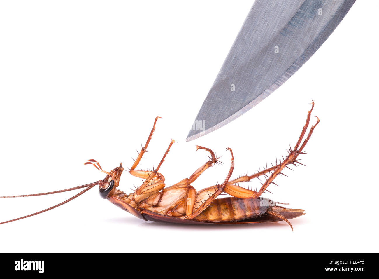 Close up cockroach and knife isolated on a white background : Killing ...
