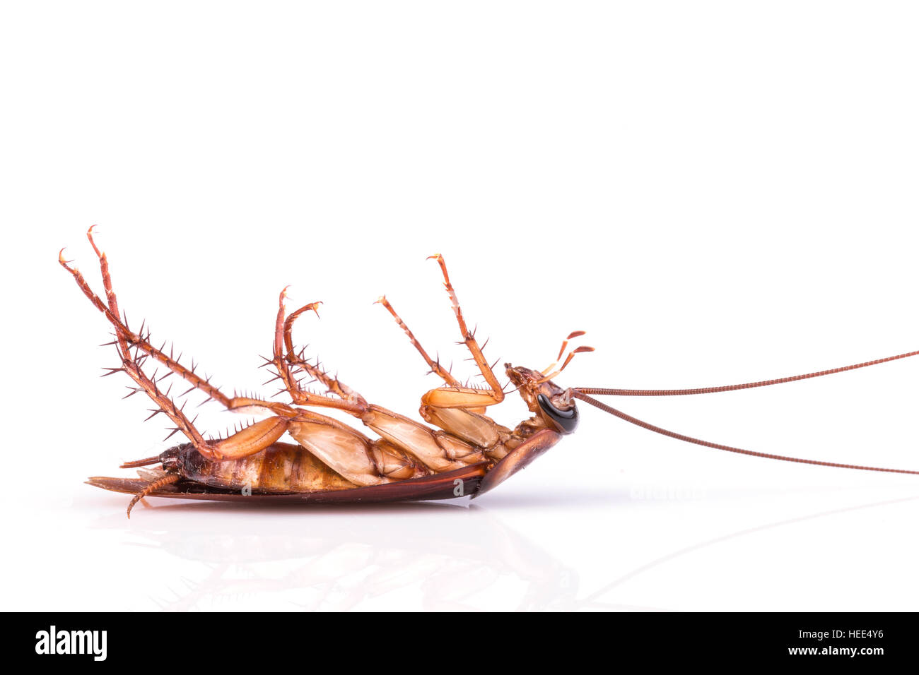 Close up cockroach isolated on a white background Stock Photo - Alamy