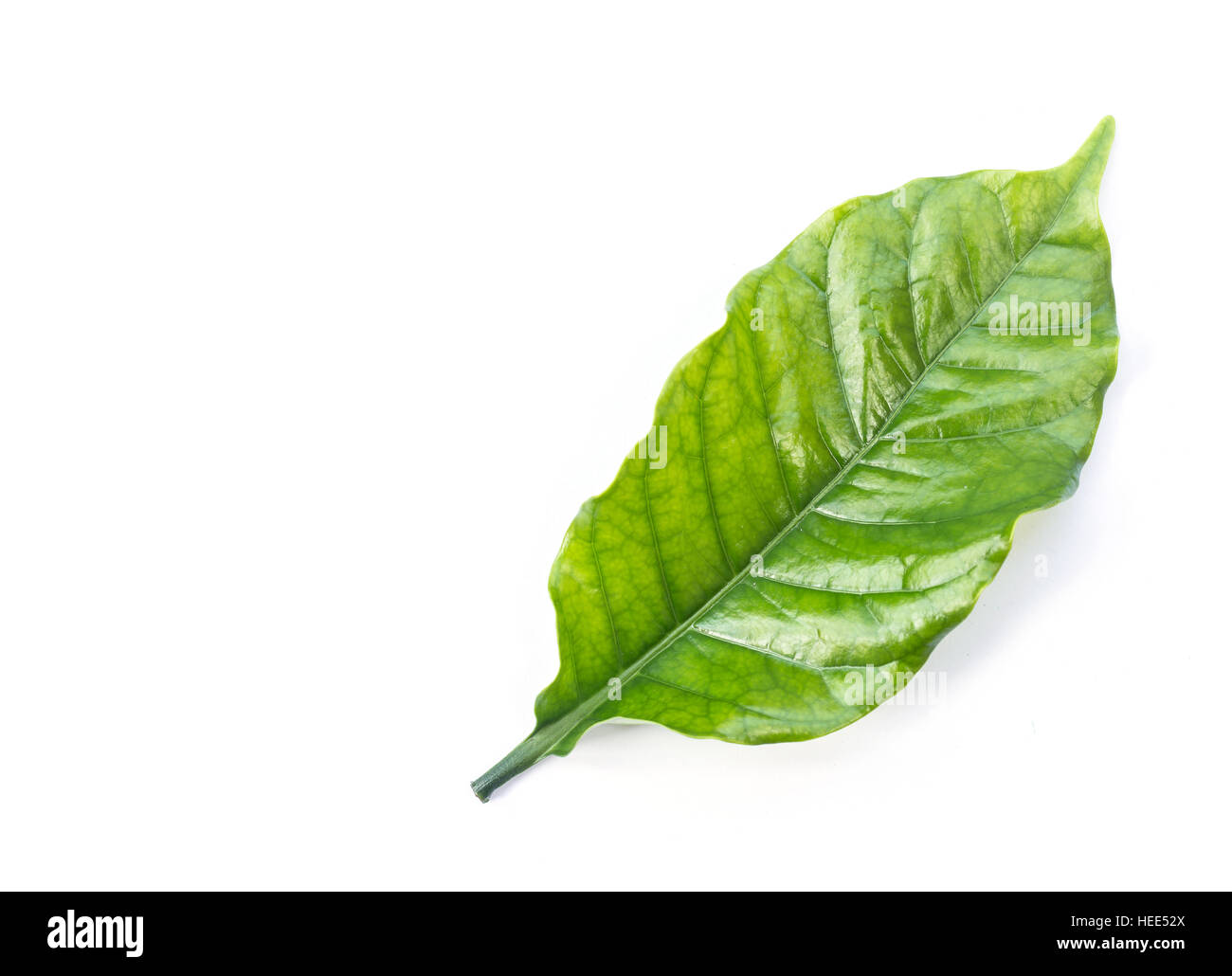 Top view green coffee tree leaf isolated on white background Stock ...