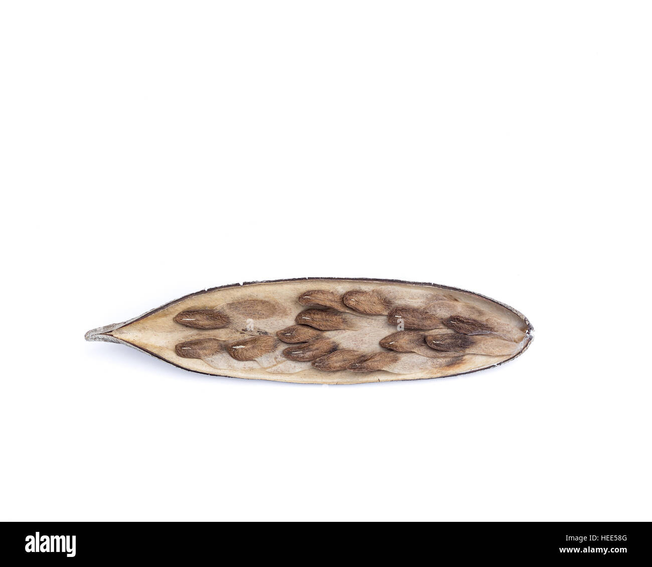 Grass seed pod hi-res stock photography and images - Alamy