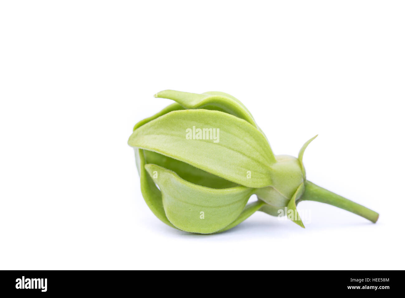 Ylang ylang flower hi-res stock photography and images - Alamy