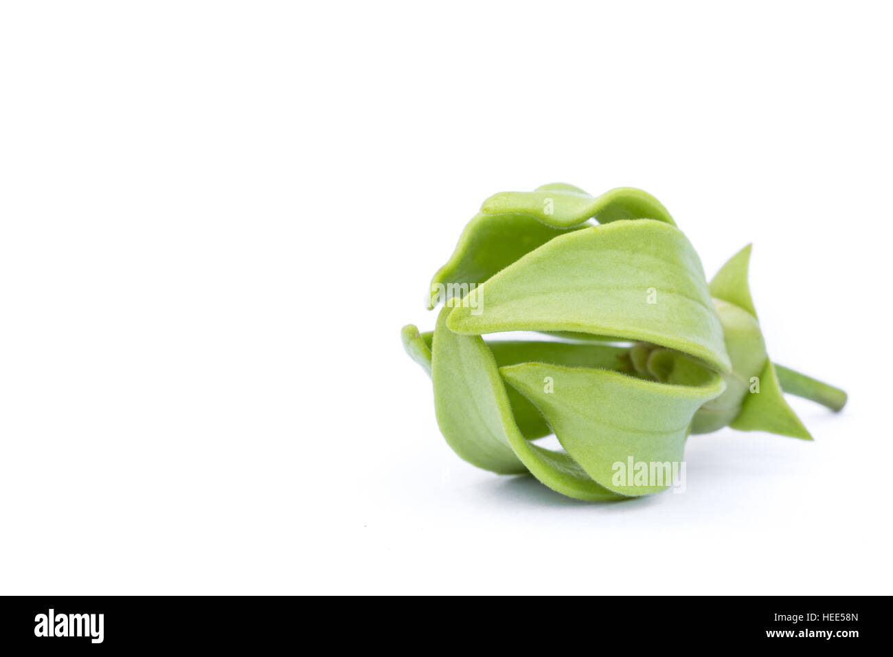 Ylang ylang blossom hi-res stock photography and images - Alamy