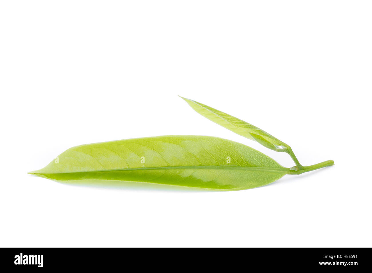 Ylang ylang leaf hi-res stock photography and images - Alamy