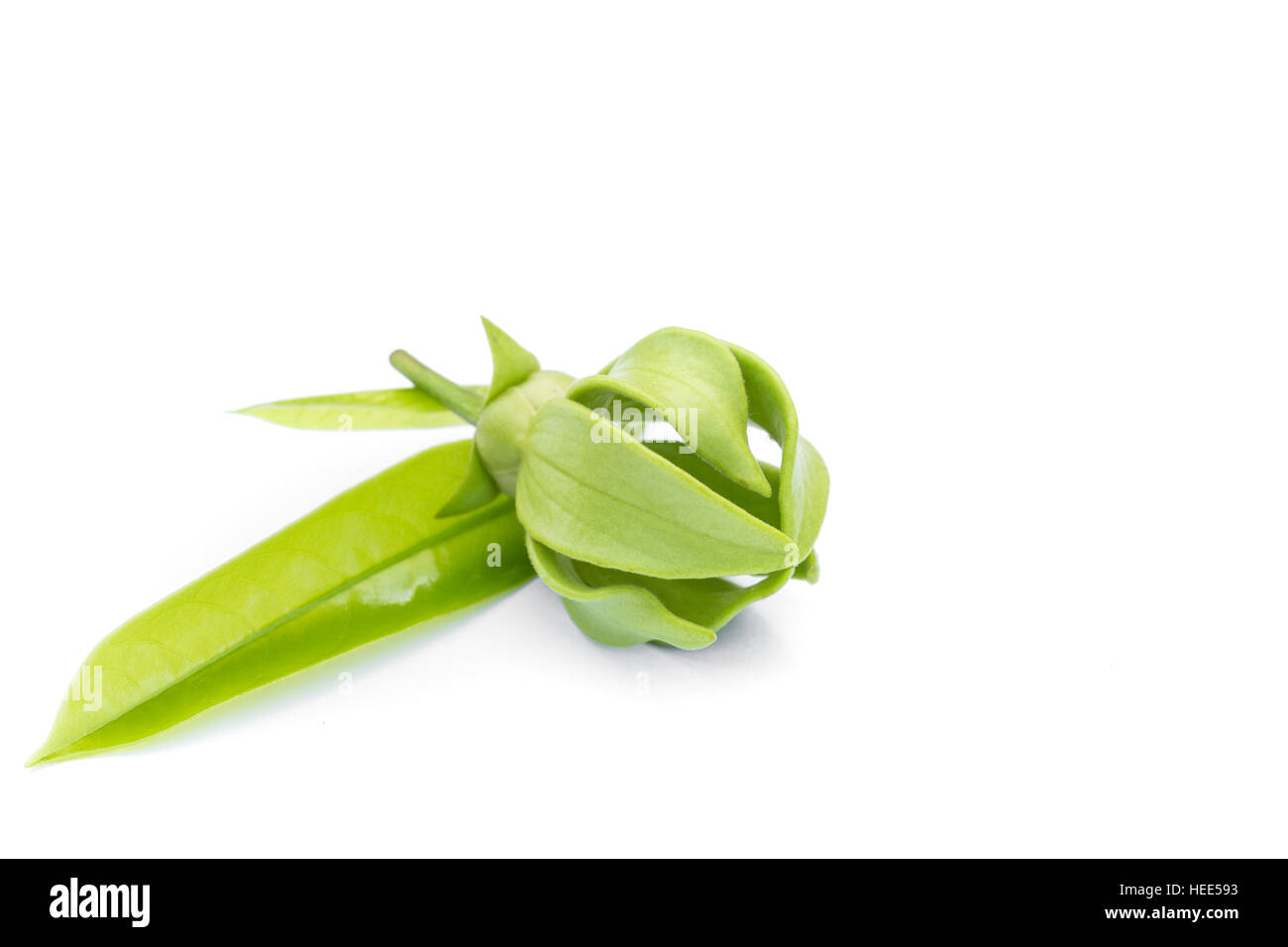 Ylang ylang blossom hi-res stock photography and images - Alamy
