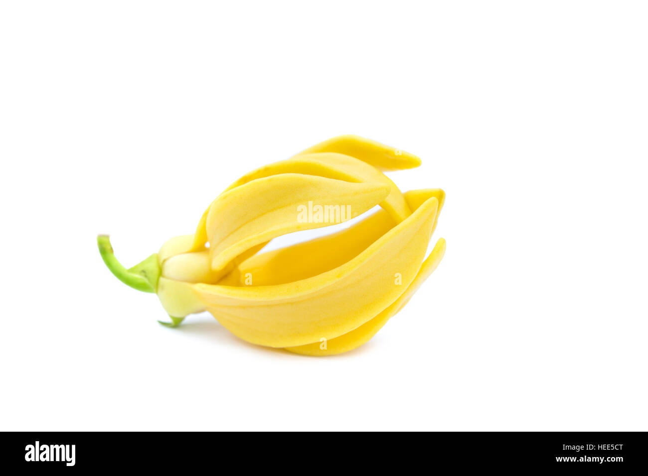 Macro green Ylang-Ylang flower on white background Stock Photo - Alamy