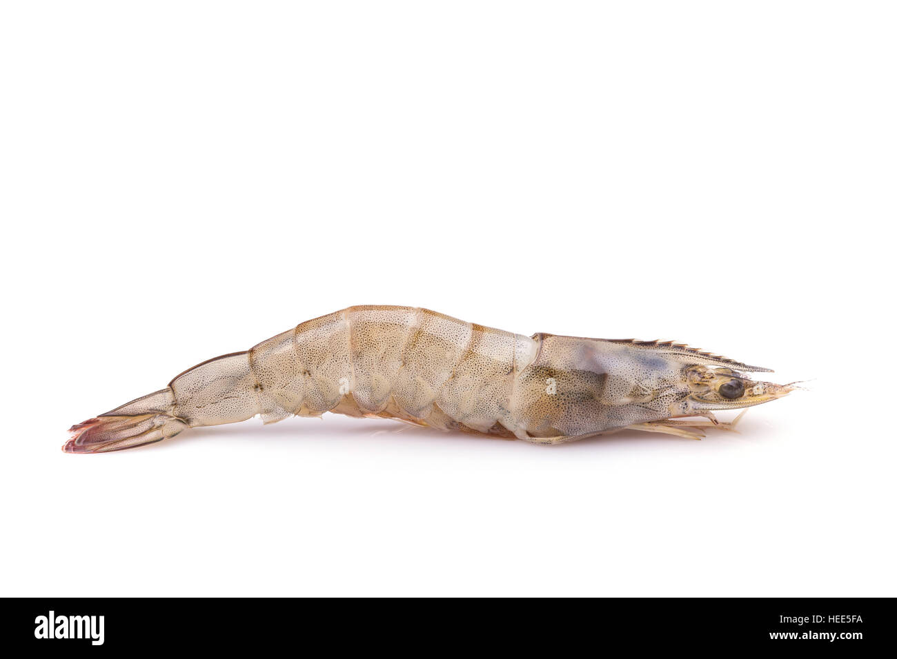 Close up fresh shrimp isolated on white background Stock Photo - Alamy