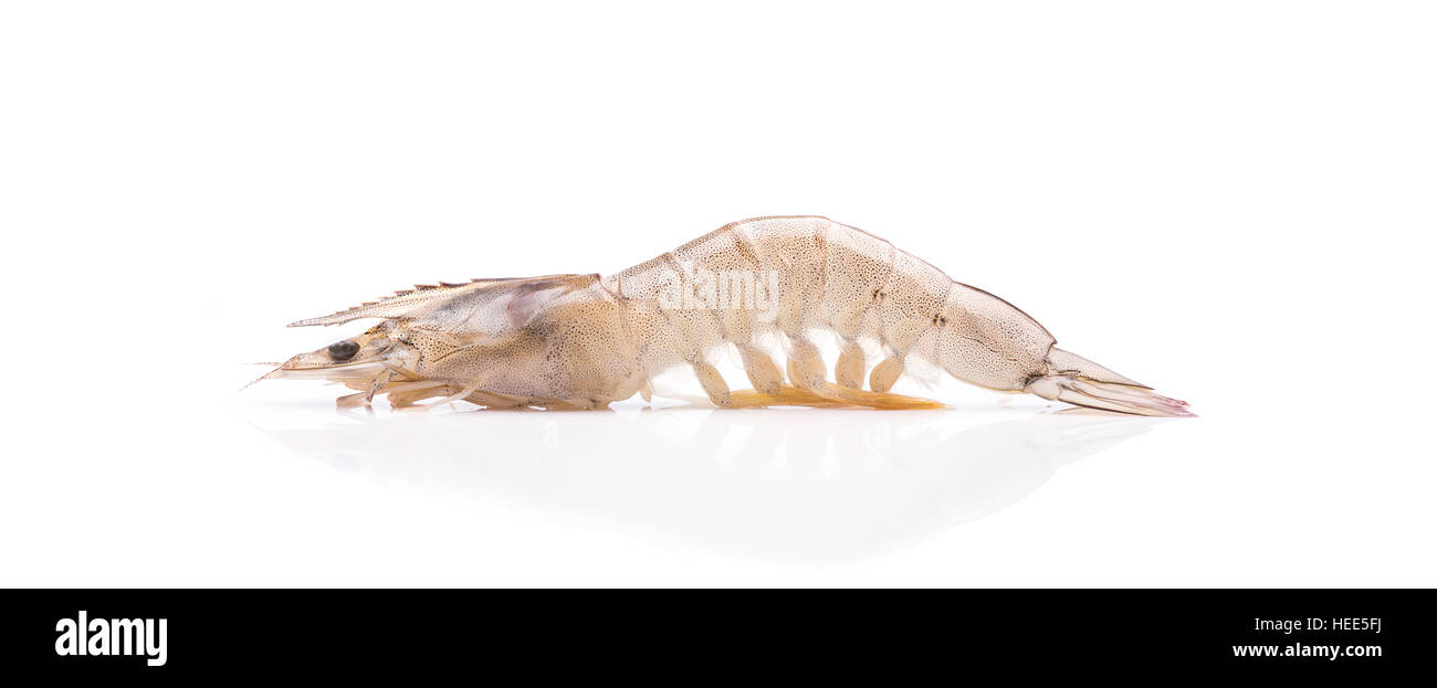 Close up fresh shrimp isolated on white background Stock Photo - Alamy