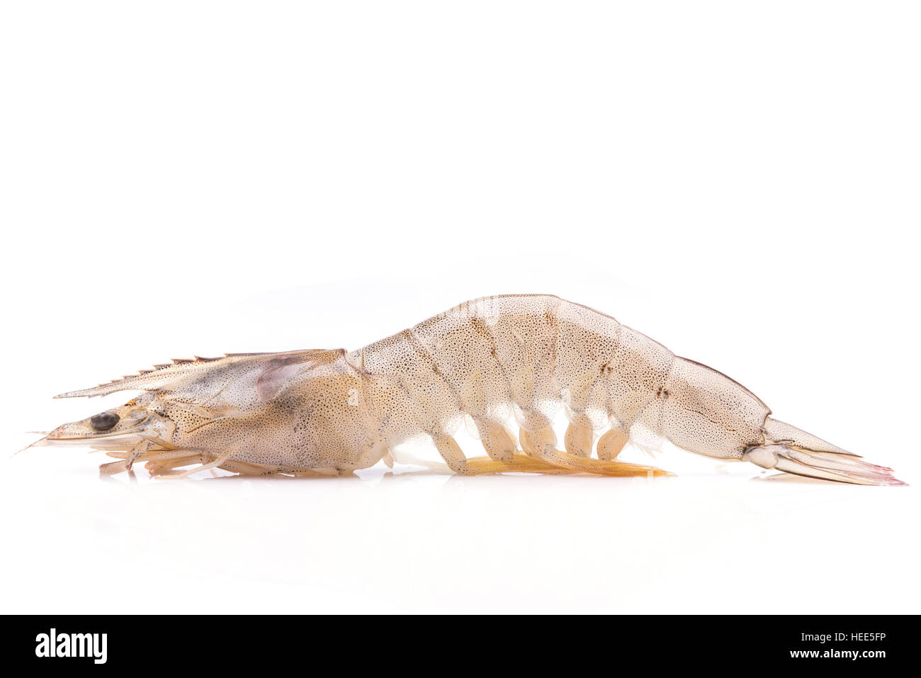 Close up fresh shrimp isolated on white background Stock Photo - Alamy