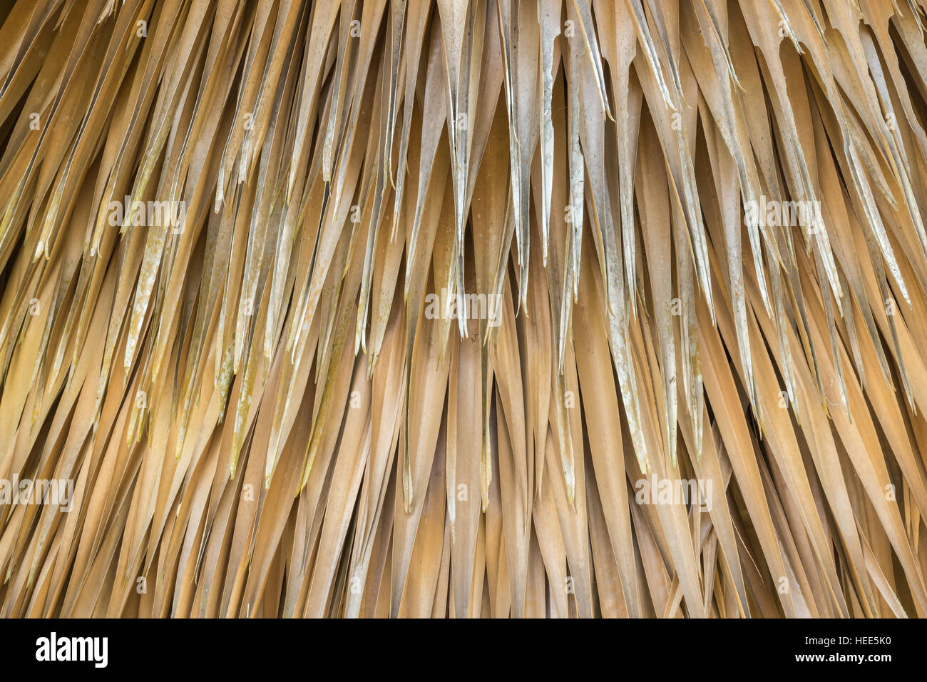 Abstract yellow dry of tree palm leaf texture and background Stock ...