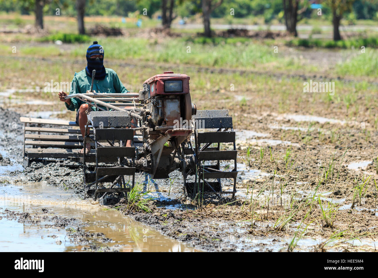 Thai farmer on small tractor in rice farm, Thailand Stock Photo - Alamy