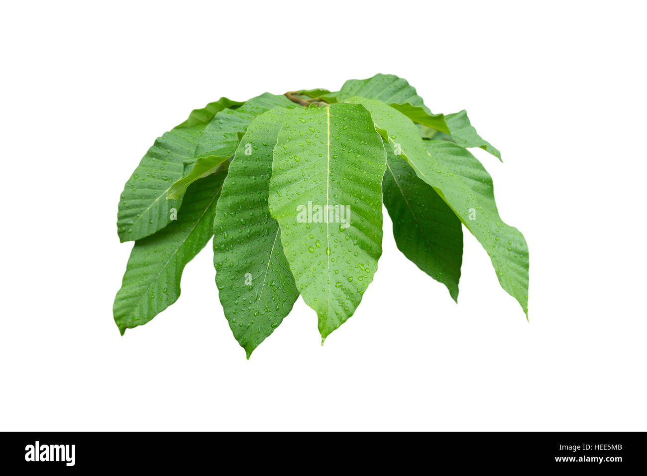Green tree leaves on branch with water drop isolated on white ...