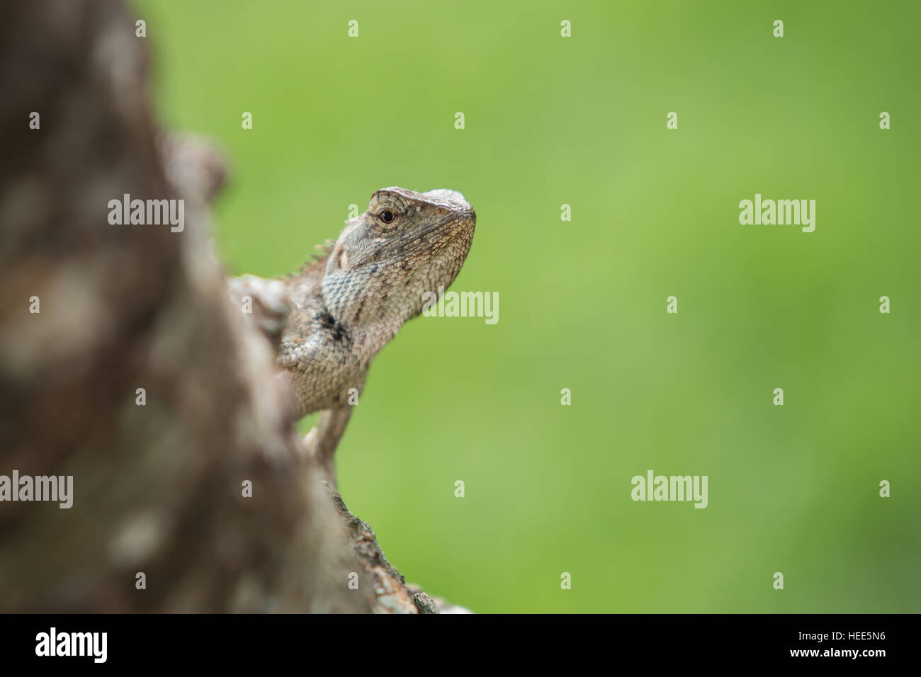 Macro lizard on tree with green nature background Stock Photo - Alamy