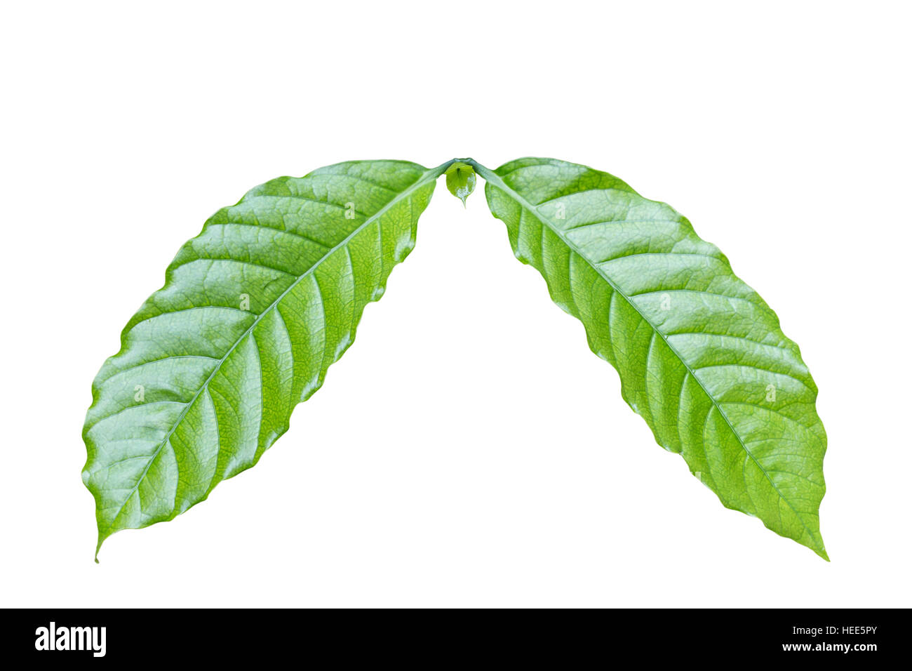 Fresh green coffee tree leaf isolated on white background. Saved with ...