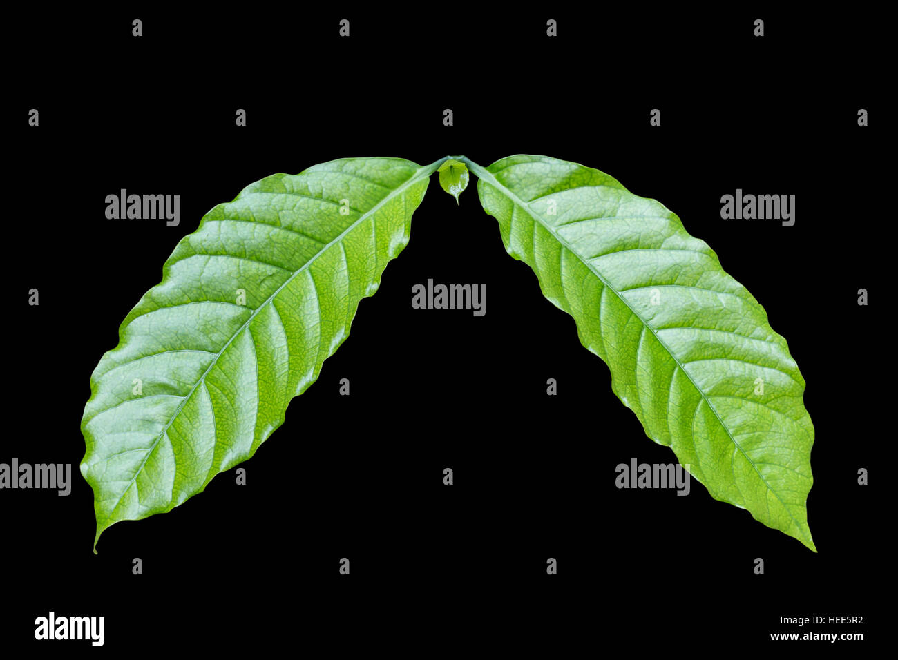Fresh green coffee tree leaf isolated on white background. Saved with ...