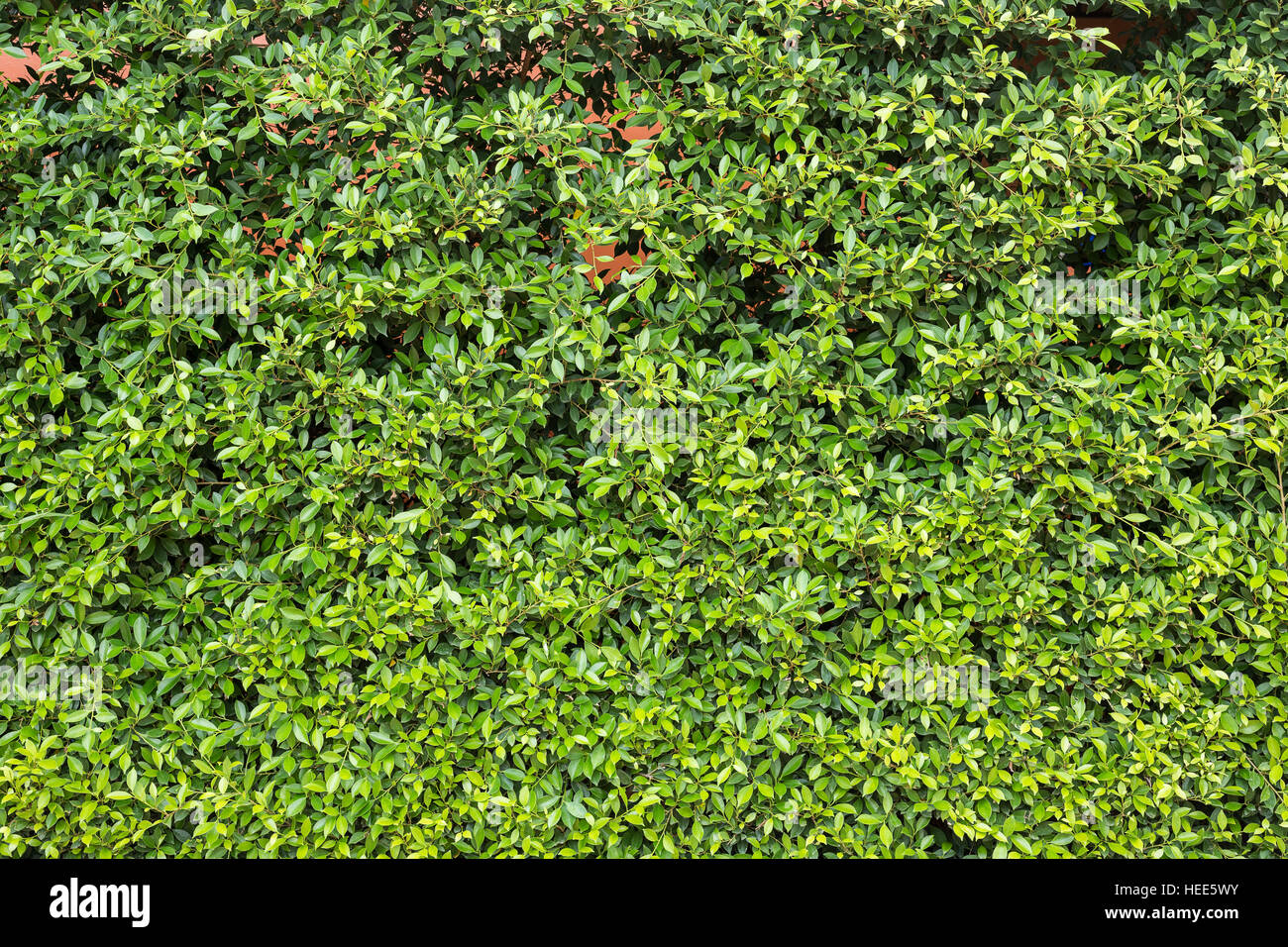 Pattern of green plant wall texture and background Stock Photo - Alamy