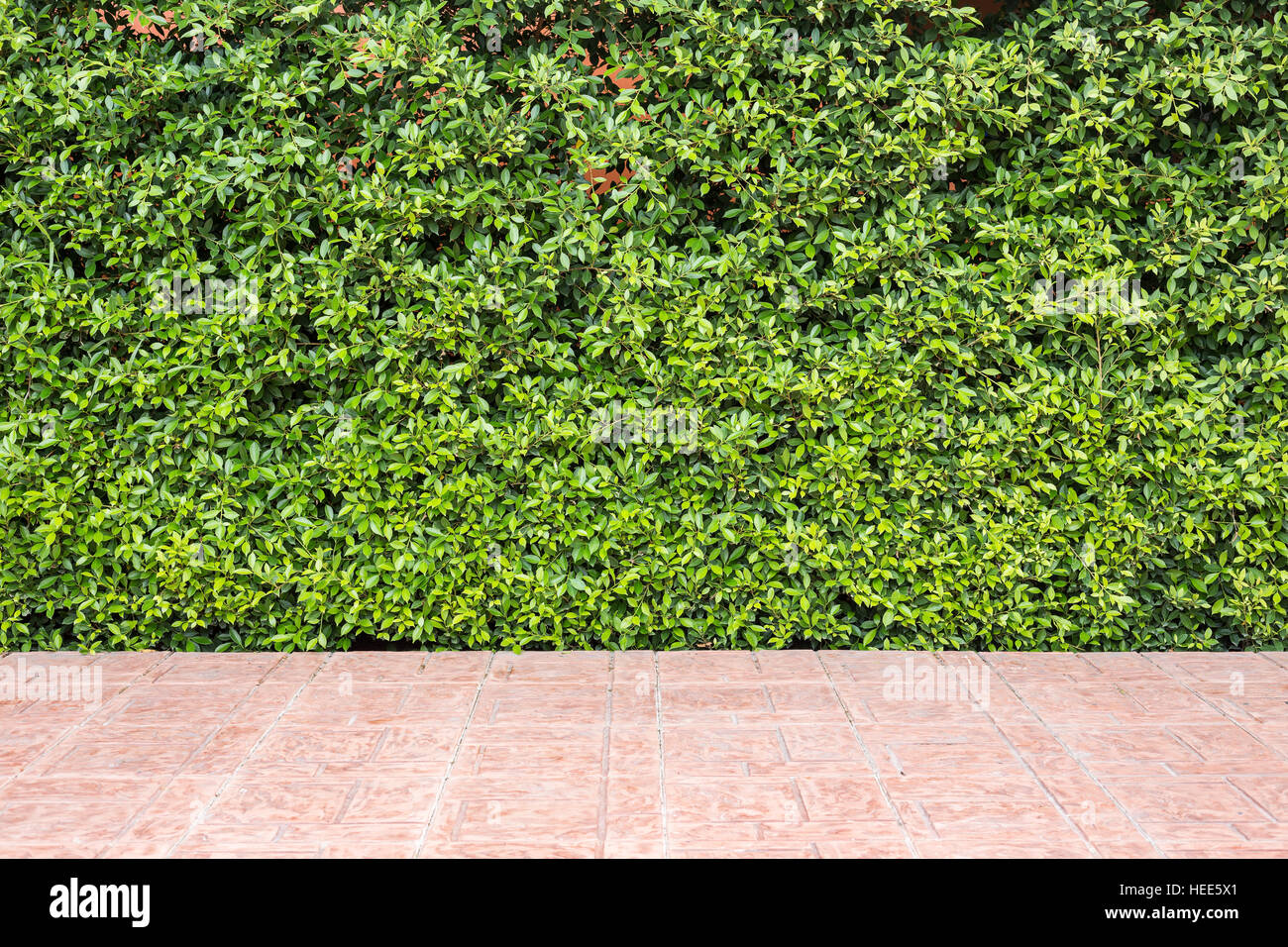 Floor tile and pattern of green plant wall texture. Garden decorative ...