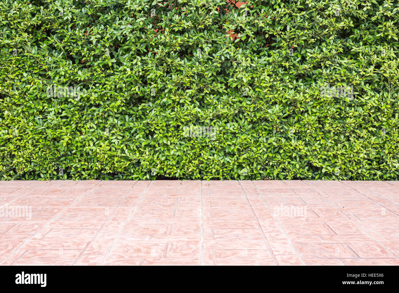 Floor tile and pattern of green plant wall texture. Garden decorative ...