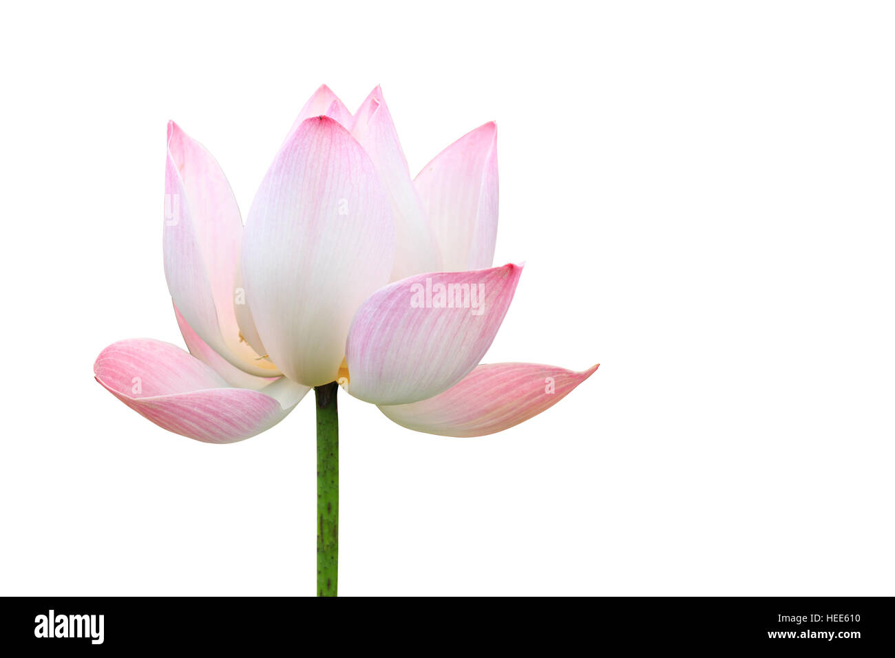 Beautiful pink lotus flower isolated on white background. Saved with ...