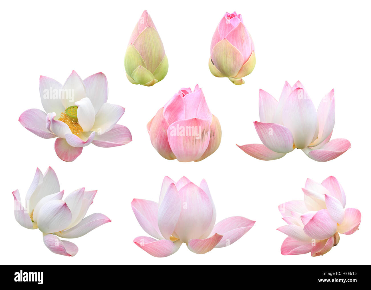Set of beautiful pink lotus flower isolated on white background. Saved ...