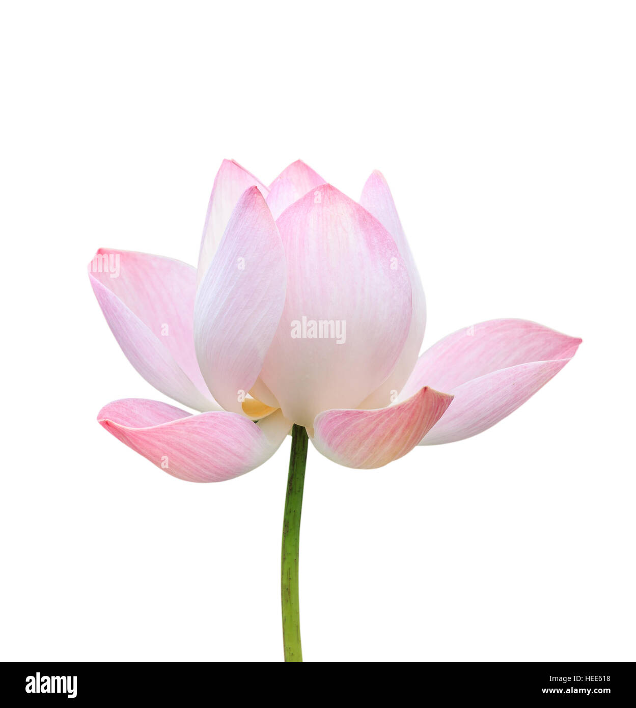 Beautiful pink lotus flower isolated on white background. Saved with ...