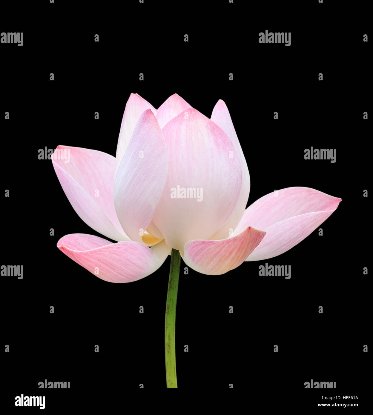 Beautiful pink lotus flower isolated on white background. Saved with ...