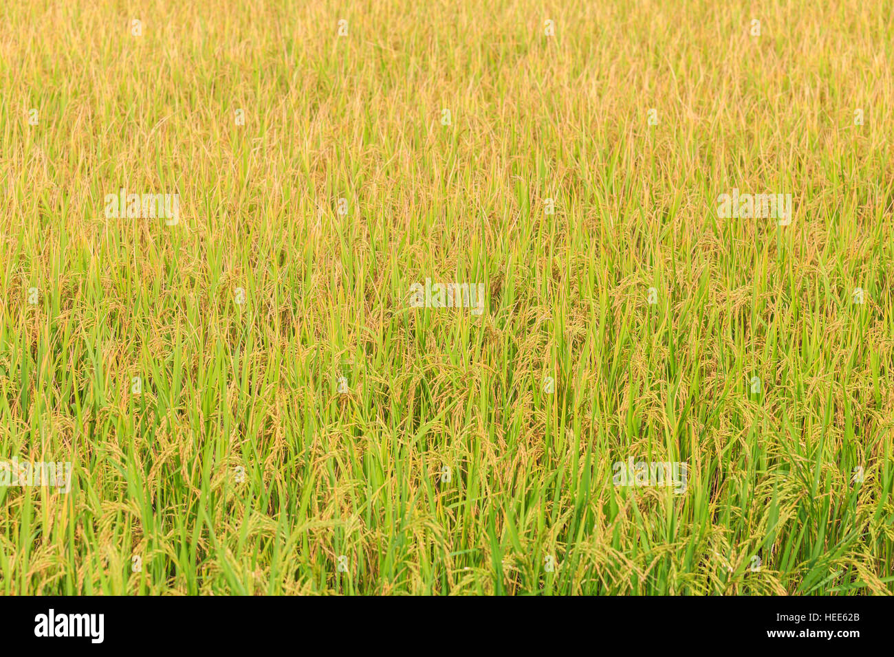 Rice plant. Yellow rice field in Nakhon Pathom province ,Thailand Stock ...