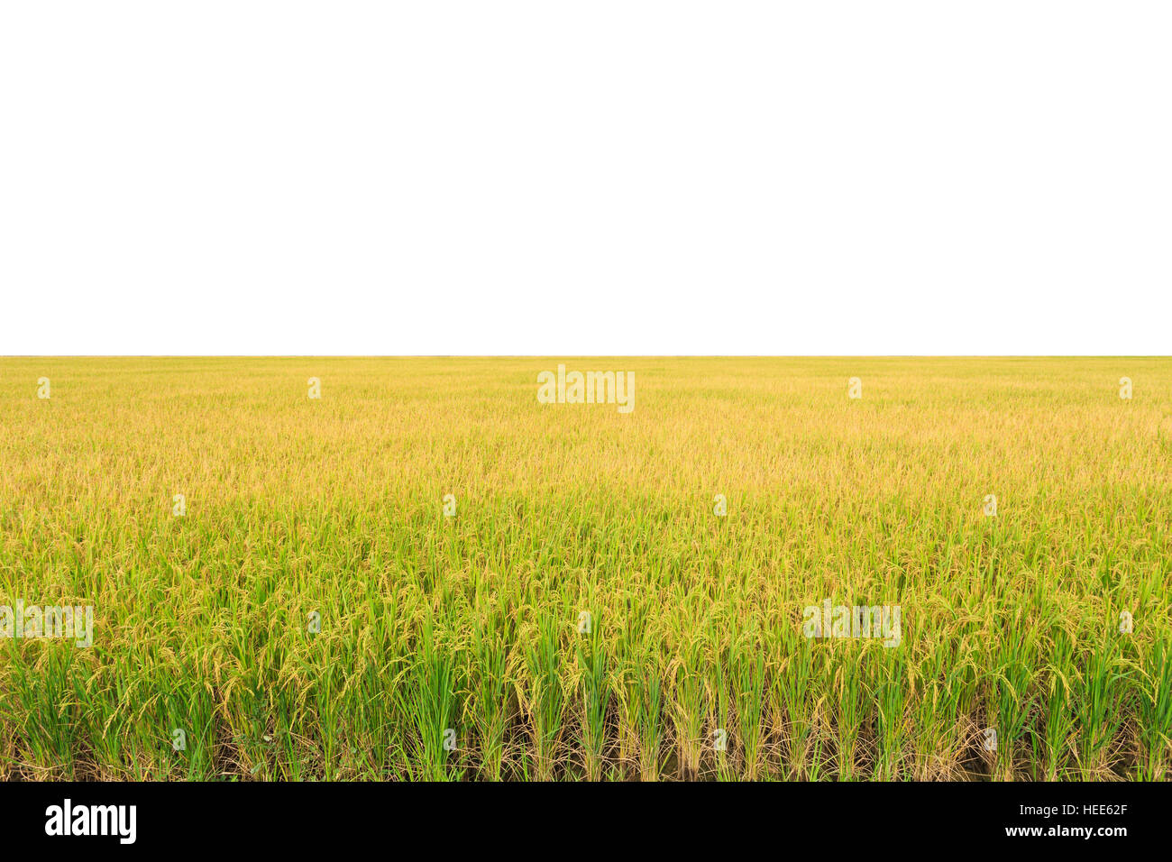 Rice plant. Yellow rice field in Nakhon Pathom province ,Thailand Stock ...
