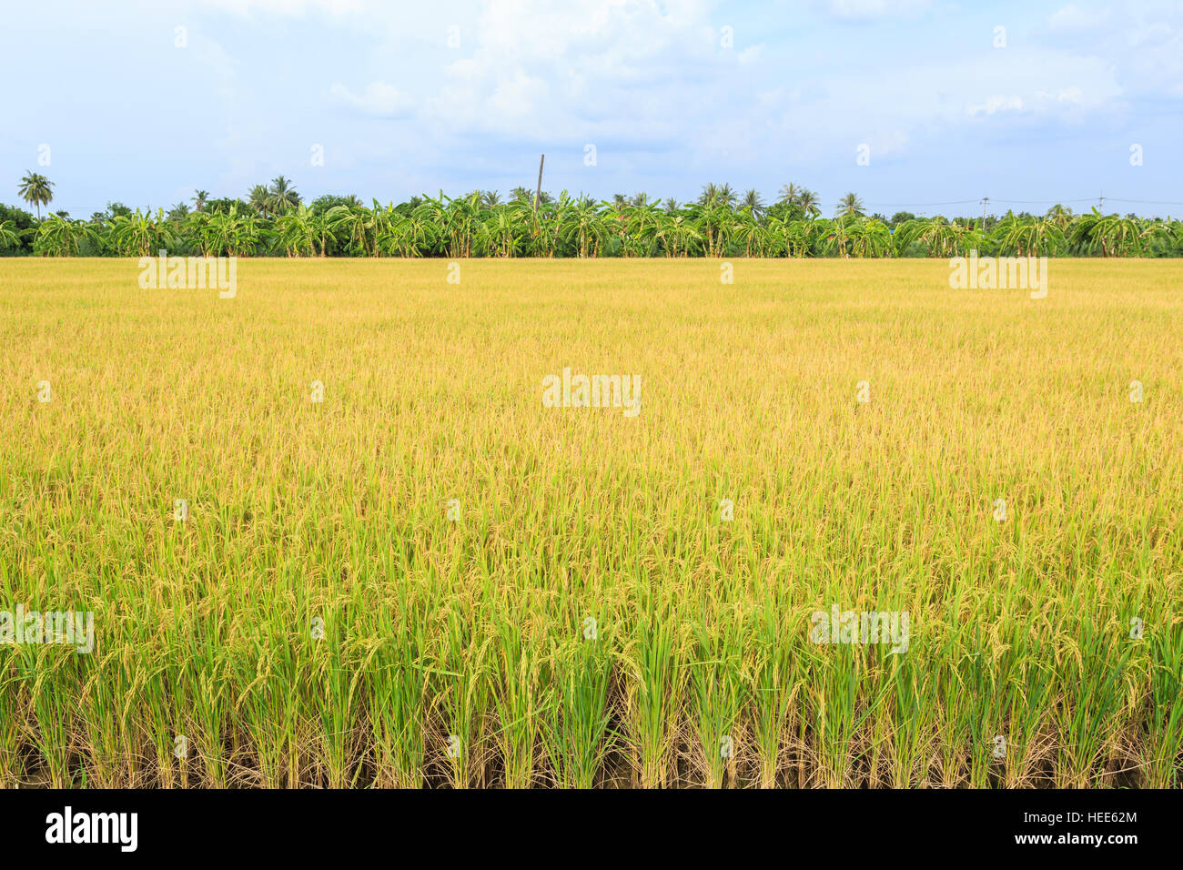 Rice plant. Yellow rice field in Nakhon Pathom province ,Thailand Stock ...