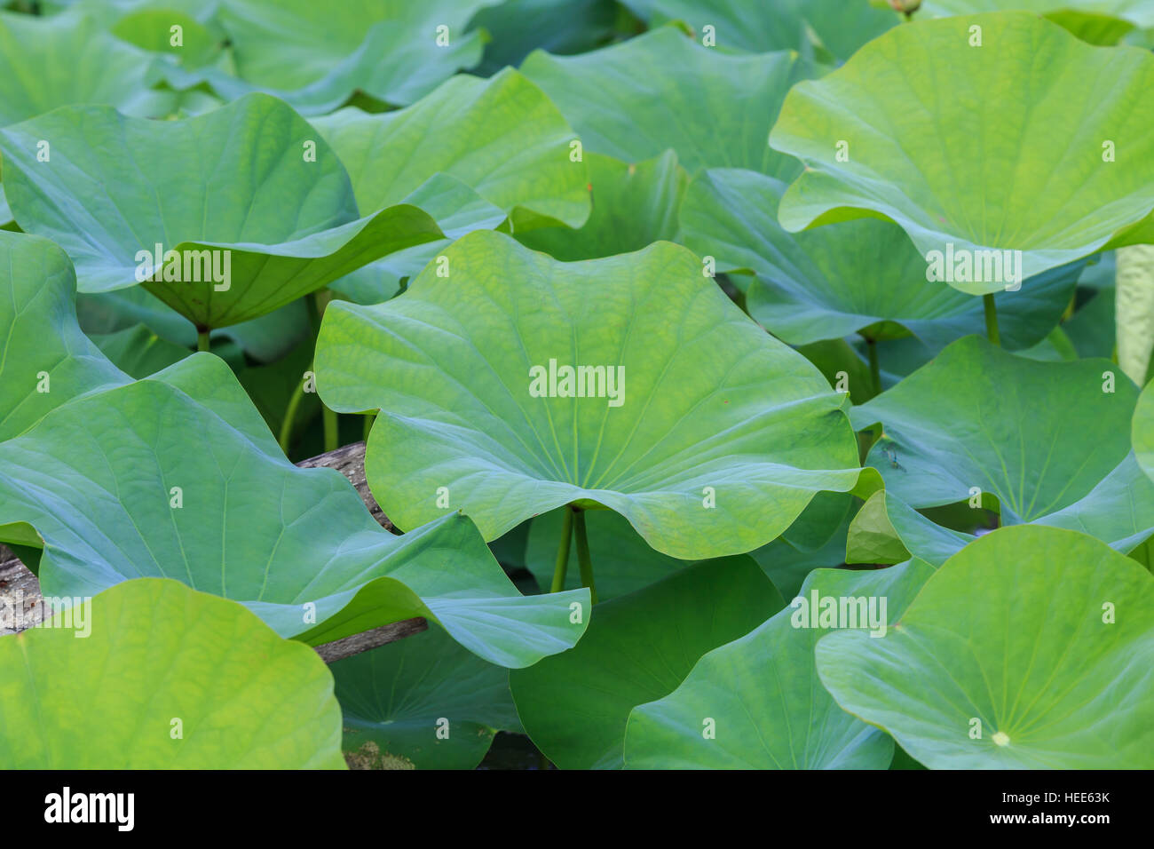 Big green lotus leaf isolated on white background. Saved with clipping ...