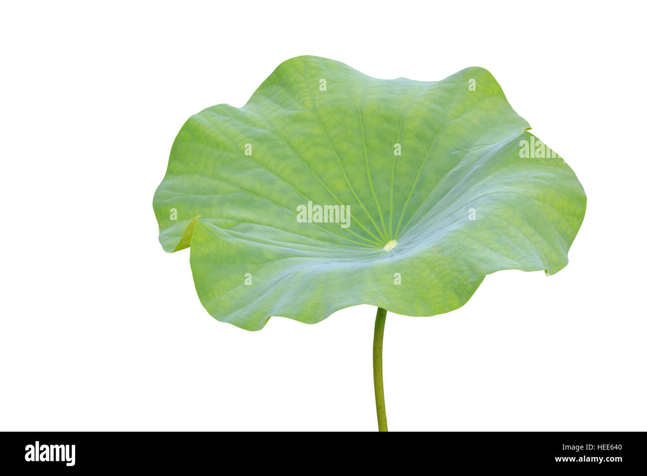 Big green lotus leaf isolated on white background. Saved with clipping ...