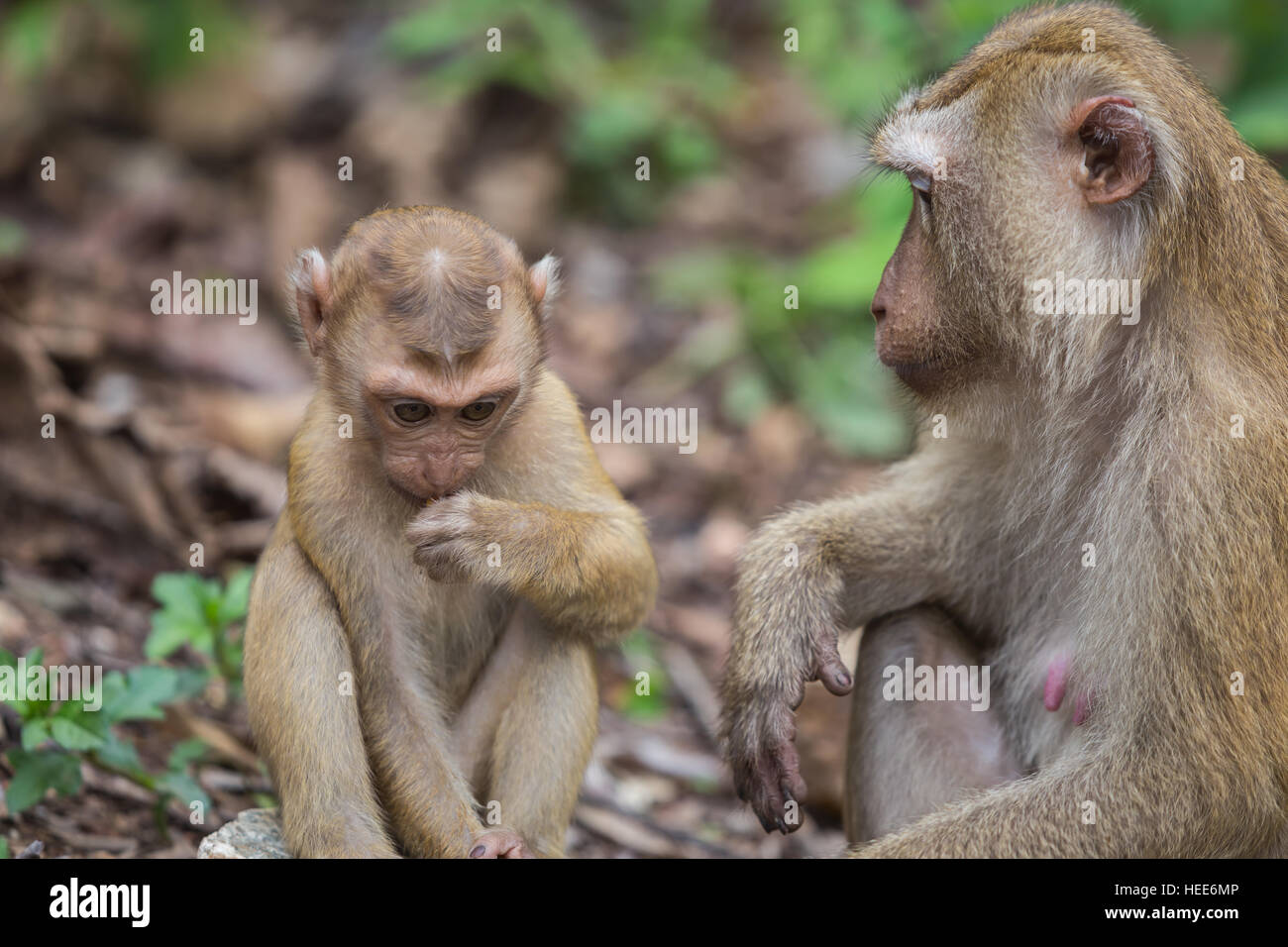 Thailand belize hi-res stock photography and images - Alamy