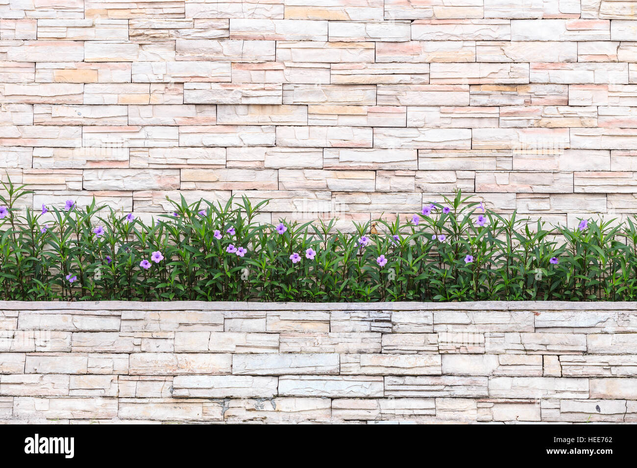 Pattern of white natural stone wall and flower plant. Garden decorative ...