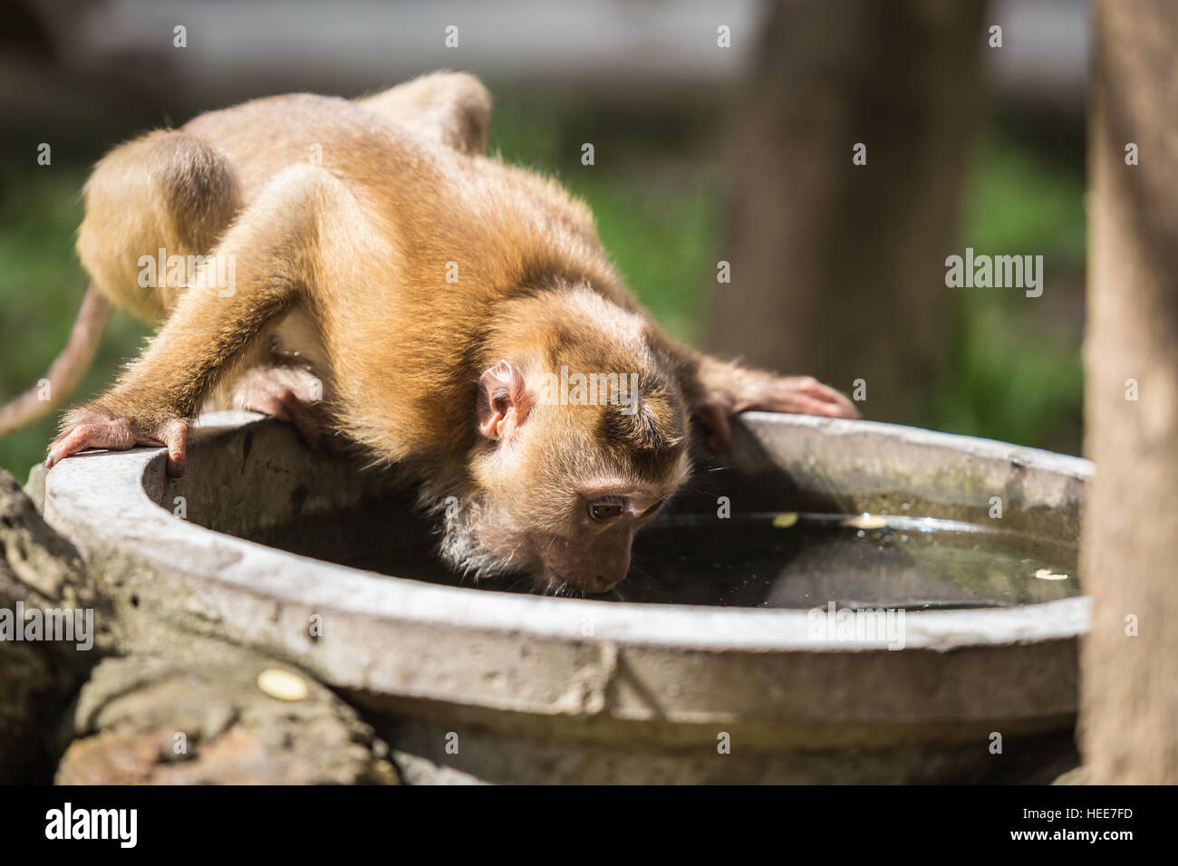 A brown monkey drinking water from cement pond Stock Photo - Alamy