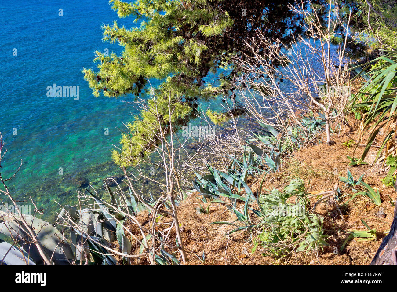 Mediterranean plants by the turquoise sea - agave and pine tree Stock ...