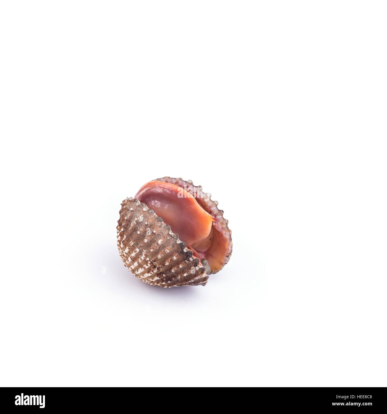 Close up raw blood cockle isolated on white background Stock Photo - Alamy