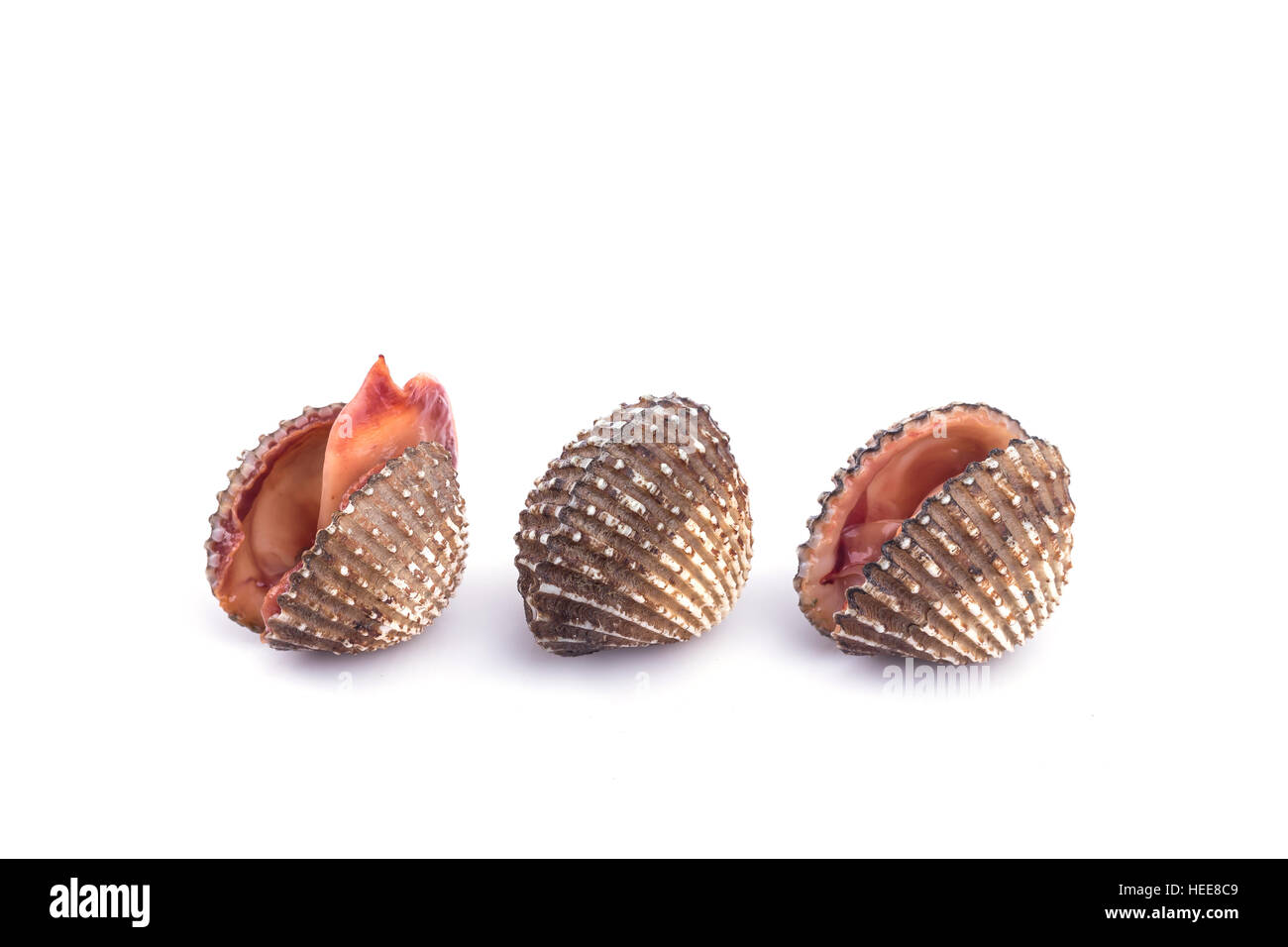 Close up raw blood cockle isolated on white background Stock Photo - Alamy