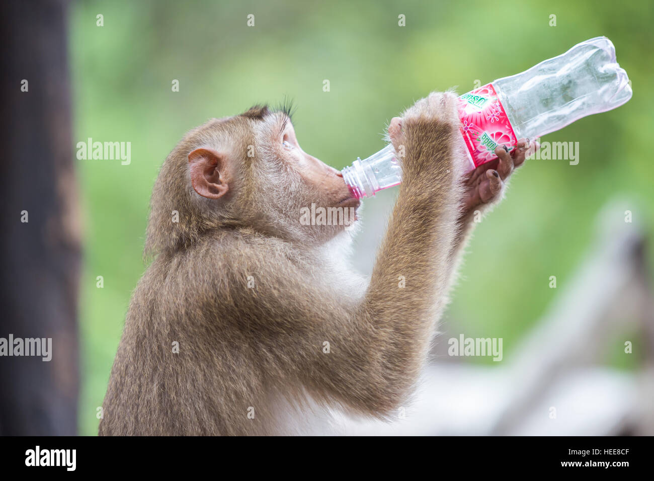 PHUKET, THAILAND - MAY 26 : A monkey holding and drinking softdrink in ...