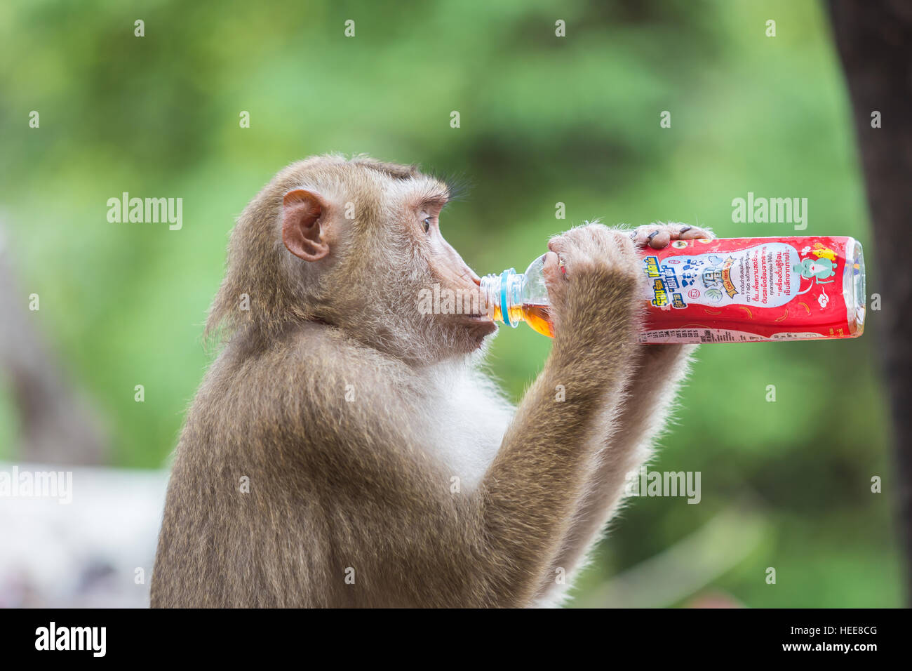 Sae a i hi-res stock photography and images - Alamy