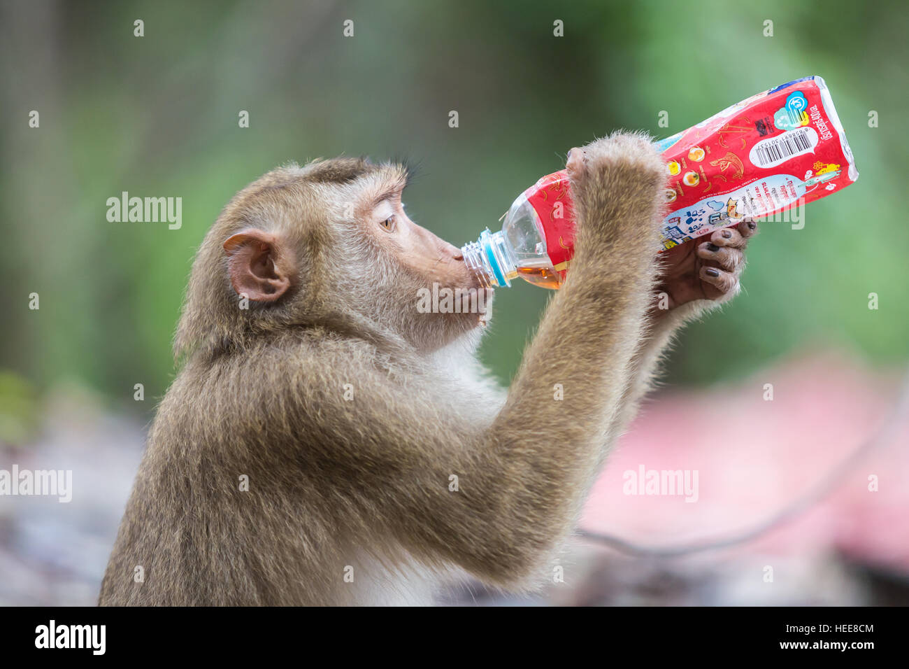 PHUKET, THAILAND - MAY 26 : A monkey holding and drinking softdrink in ...