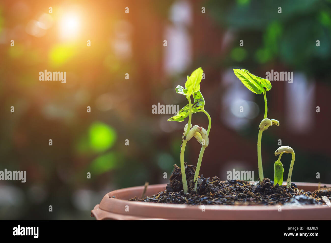 Close up young beans plant in soil and blur background Stock Photo - Alamy