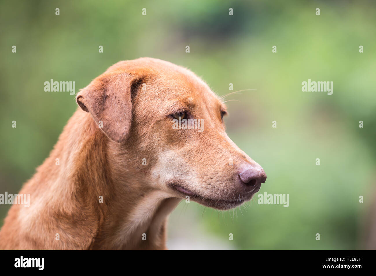 Close up face of brown dog standing in the park Stock Photo - Alamy