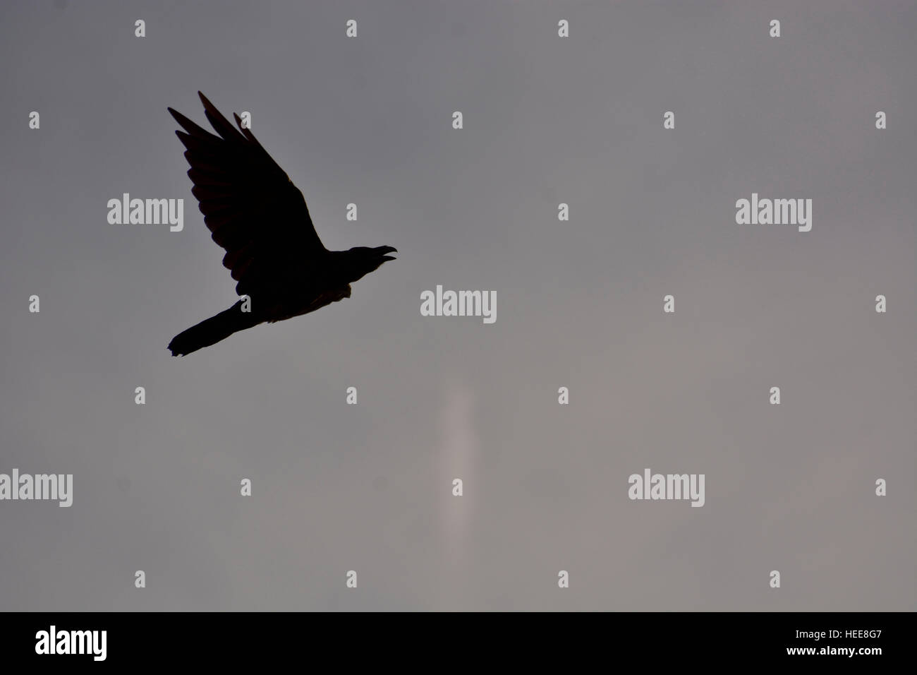 Raven flying hi-res stock photography and images - Alamy