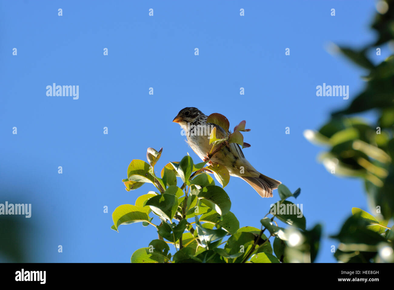 Wildlife wing wings twig animal animals hi-res stock photography and ...