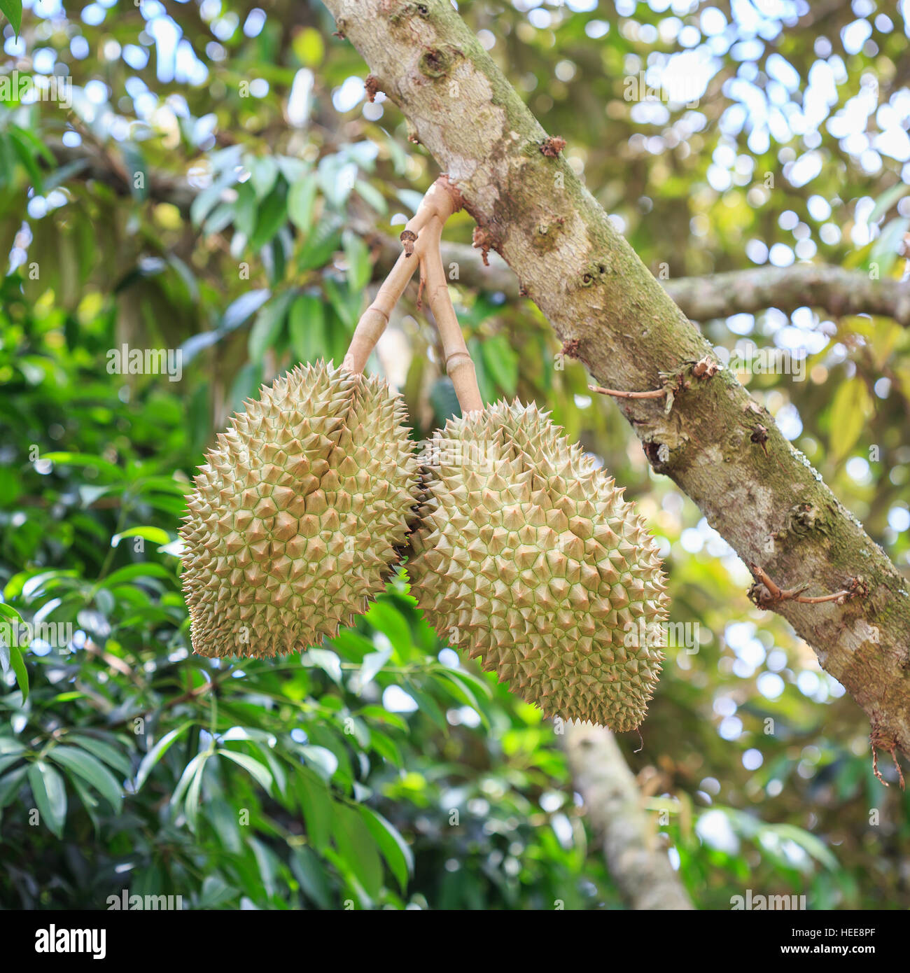 Close up durian fruit hi-res stock photography and images - Alamy