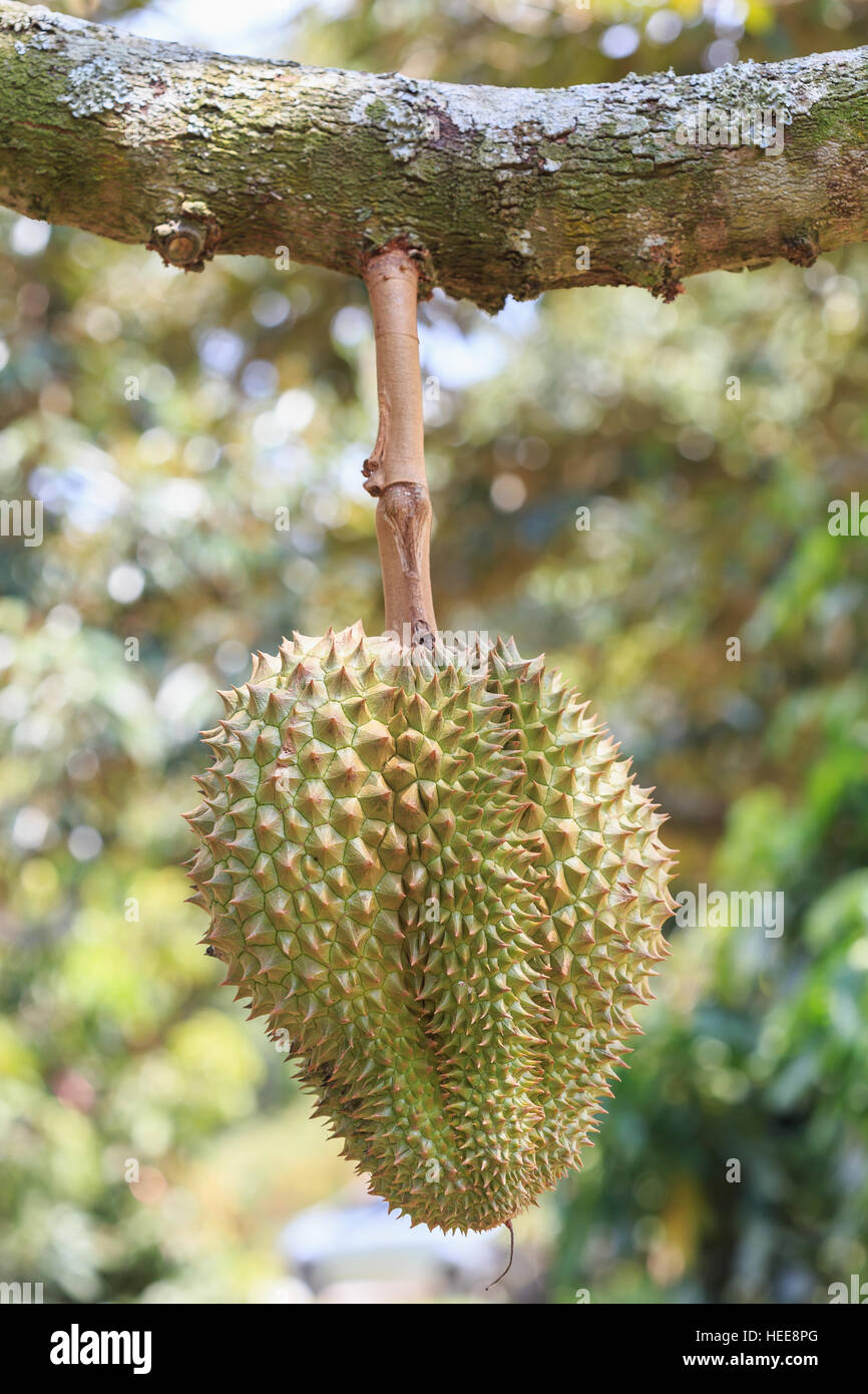 Close up durian fruit hi-res stock photography and images - Alamy