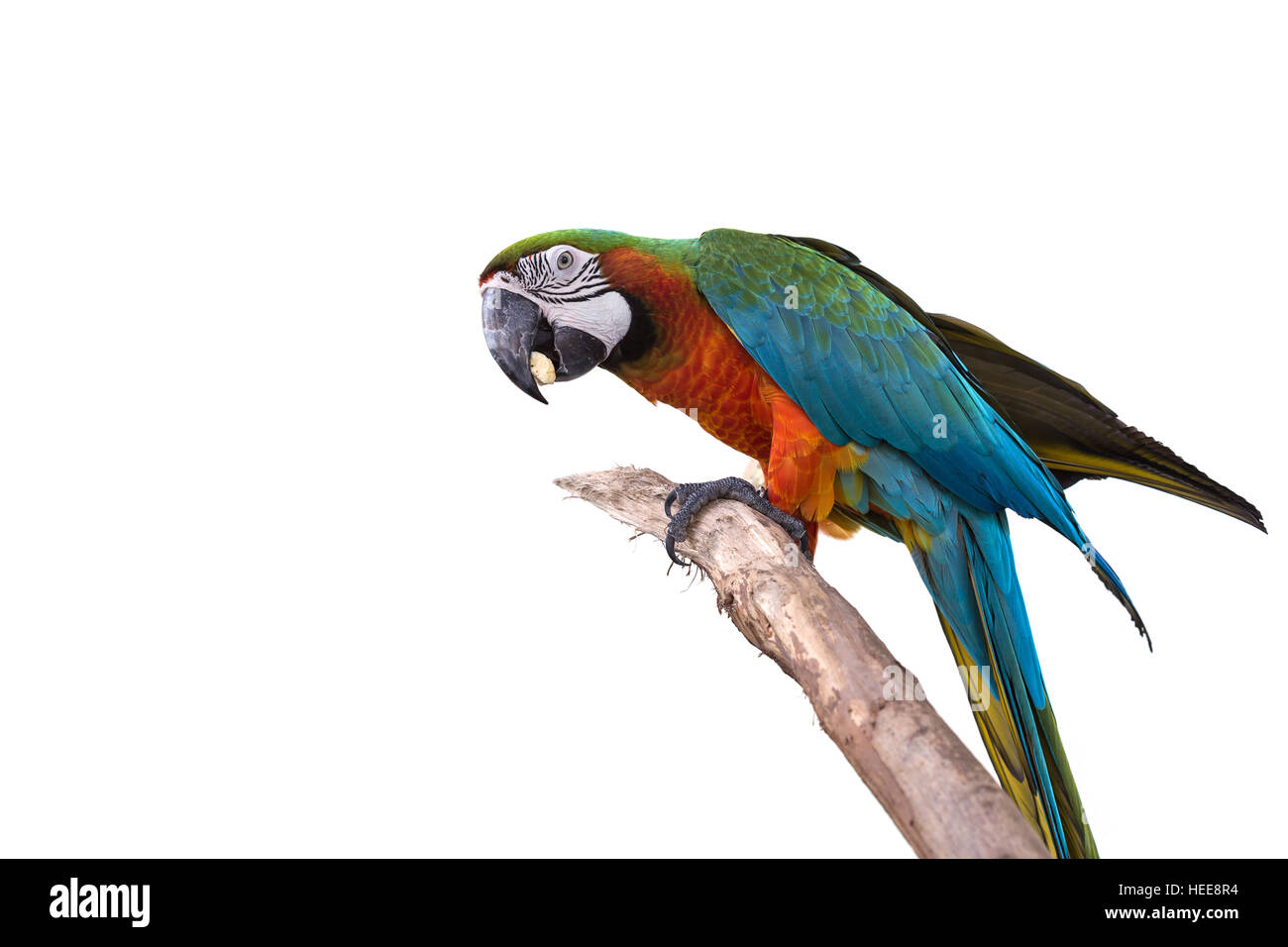 Green tropical parrot on Cut Out Stock Images & Pictures - Alamy