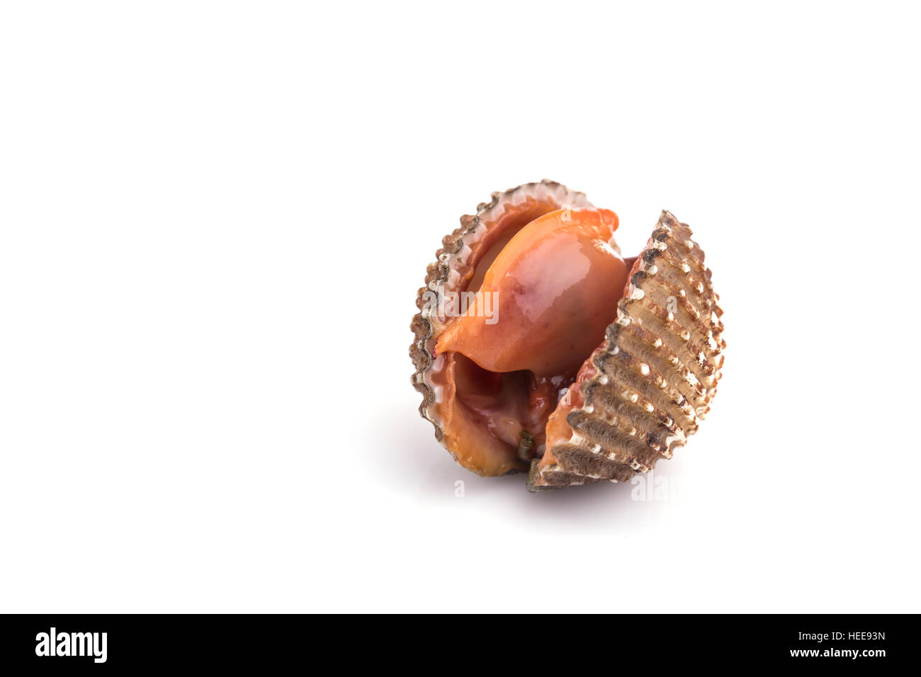 Close up raw blood cockle isolated on white background Stock Photo - Alamy